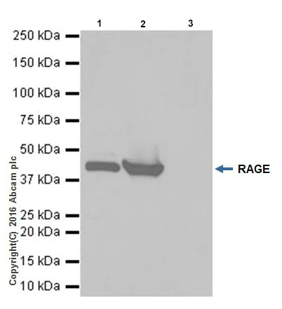 Anti-RAGE antibody [EPR16849-75] (ab181293) | Abcam