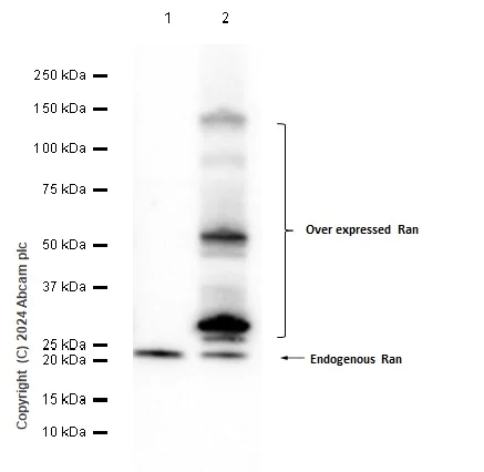 Anti-Ran antibody [EPR10790(B)] - BSA and Azide free (ab249315) | Abcam