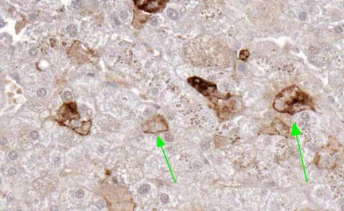 Anti-RANKL antibody [12A668] - BSA and Azide free (ab45039) | Abcam