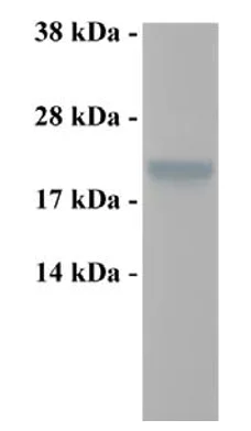 Rap1 Activation Assay Kit (ab212011) | Abcam