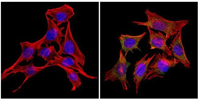 Anti-RAP1A antibody [1D2-1C64] (ab175329) | Abcam