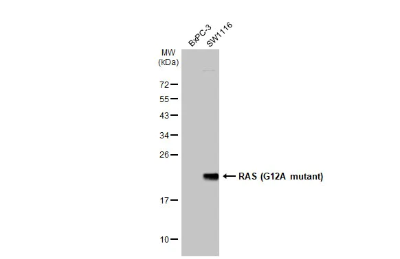 Anti-RAS G12A mutant antibody [HL1153] - BSA and Azide free (ab308344 ...