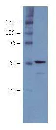 Anti-RBBP4 antibody (ab1765) | Abcam