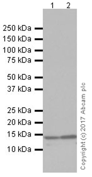 Anti-RBX1 antibody [EPR20185] (ab221548) | Abcam