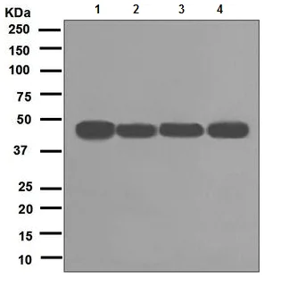 Anti-RCC1 antibody [EPR5857] - BSA and Azide free (ab226061) | Abcam