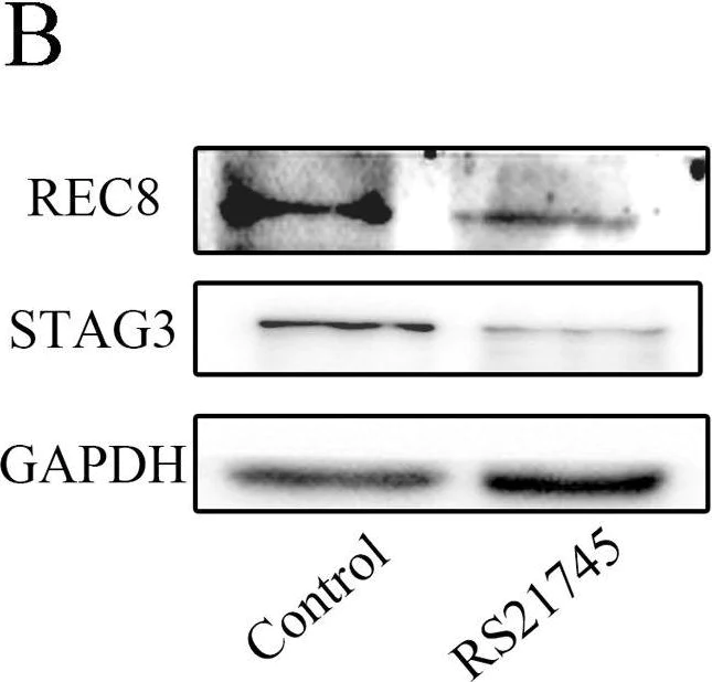 Anti-REC8 antibody [EPR16189] (ab192241) | Abcam