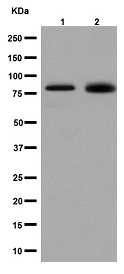 Anti-REC8 antibody [EPR16189] (ab192241) | Abcam