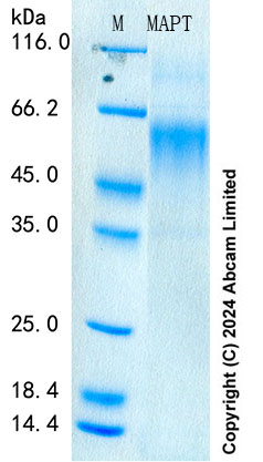 Recombinant Cleaved Tau Protein Standard (ab316703) | Abcam
