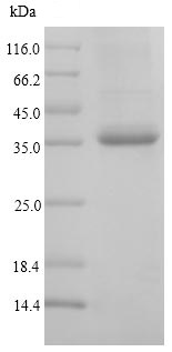 Recombinant Cynodon dactylon Major pollen allergen Cyn d 1 (CYND1 ...