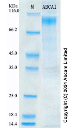 Recombinant Human ABCA1 Protein Standard (His tag) (ab316659) | Abcam