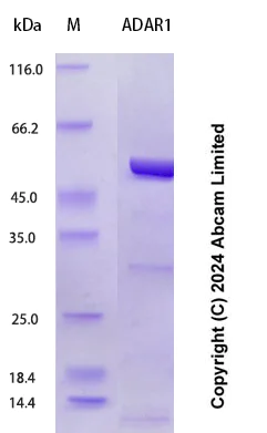 Recombinant Human ADAR1 Protein Standard (His tag) (ab323090) | Abcam