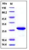 Recombinant Human AL-1 protein (His tag) (ab276222) | Abcam