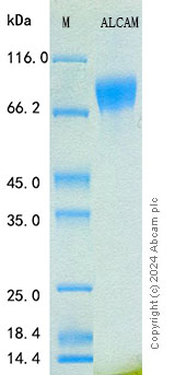 Recombinant Human ALCAM Protein Standard (His tag) (ab316544) | Abcam