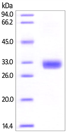 Recombinant Human Angiopoietin 2/ANG2 protein (His tag) (ab220589) | Abcam