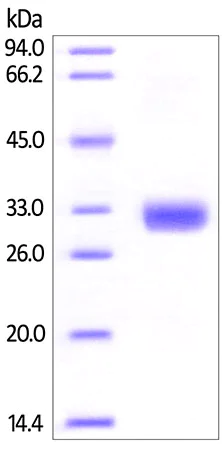 Recombinant Human Angiopoietin 2/ANG2 protein (His tag) (ab220589) | Abcam