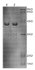Recombinant Human Arg2 protein (ab172173) | Abcam