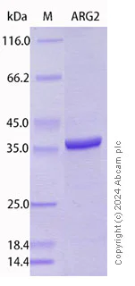 Recombinant Human Arg2 Protein Standard (ab316510) | Abcam