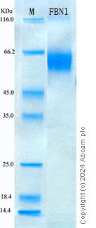 Recombinant Human Asprosin Protein Standard (His tag) (ab316634) | Abcam