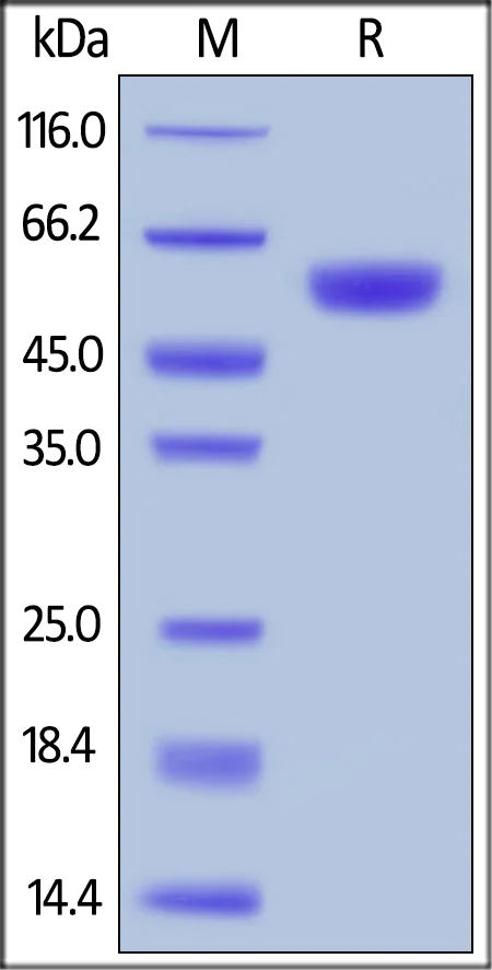 Recombinant human BACE1 protein (ab168695) | Abcam