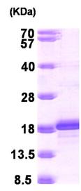 Recombinant Human BATF protein (ab104928) | Abcam