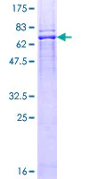 Recombinant Human BFAR protein (ab162491) | Abcam