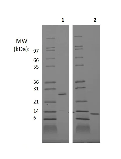 Recombinant human BMP2 protein (Animal Free) (ab255993) | Abcam