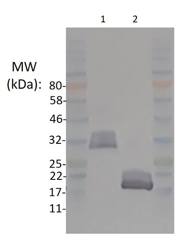 Recombinant human BMP4 protein (Active) (ab238298) | Abcam