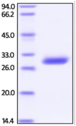 Recombinant Human BTN3A3 protein (His tag) (ab200508) | Abcam