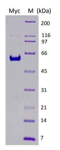 Recombinant Human c-Myc protein (ab84132) | Abcam