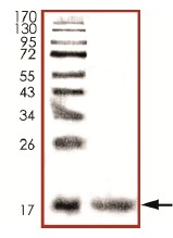 Recombinant Human CALM1 Protein (ab94519) | Abcam