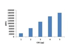 Recombinant Human CBS protein (Active) (ab285970) | Abcam