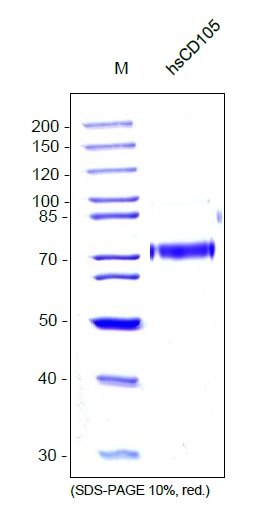 Recombinant human CD105 protein (ab54338) | Abcam