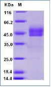 Recombinant Human CD3 epsilon + CD3G protein (Fc Chimera) (ab277037 ...