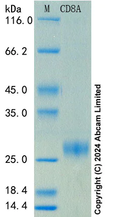 Recombinant Human CD8A Protein Standard (His tag) (ab316646) | Abcam