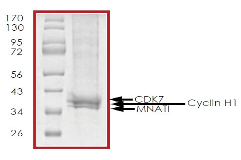 Recombinant human CDK7 + Cyclin H + MNAT1 protein (ab64303) | Abcam