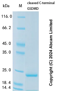 Recombinant Human cleaved C-terminal GSDMD Protein Standard (ab323126 ...