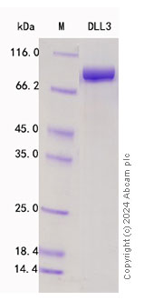 Recombinant Human DLL3 Protein Standard (His tag) (ab316529) | Abcam
