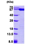 Recombinant Human ERp57 protein (ab92937) | Abcam