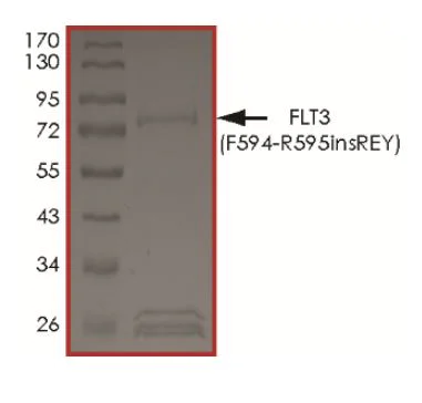 Recombinant human Flt3 / CD135 (F594_R595insREY) protein (Active ...