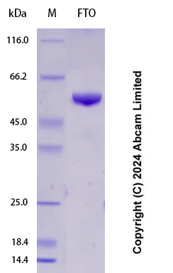 Recombinant Human FTO Protein Standard (His tag) (ab323069) | Abcam
