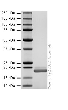 Recombinant Human G-CSF Protein (Active) (ab307484) | Abcam