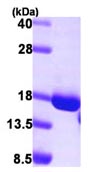 Recombinant Human GCSH protein (ab113856) | Abcam