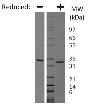 Recombinant Human GDF8 / Myostatin protein (ab269214) | Abcam