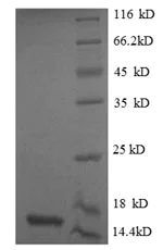 Recombinant Human GDF8 / Myostatin protein (His tag) (ab238360) | Abcam