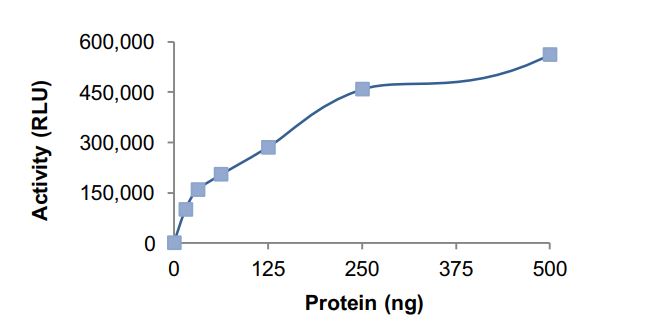 Recombinant human GNAS protein (Active) (ab268602) | Abcam