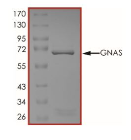 Recombinant human GNAS protein (Active) (ab268602) | Abcam