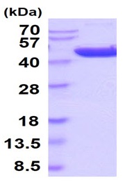 Recombinant human HAO1/GOX protein (Active) (ab241318) | Abcam