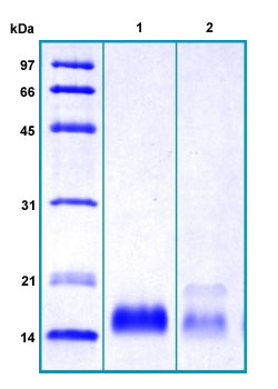 Recombinant Human HE4 protein (ab184603) | Abcam