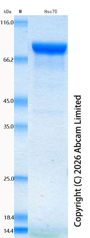 Recombinant Human Hsc70 Protein Standard (His tag) (ab317677) | Abcam