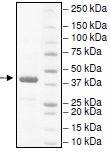 Recombinant human IDO-2 protein (His tag) (ab216243) | Abcam